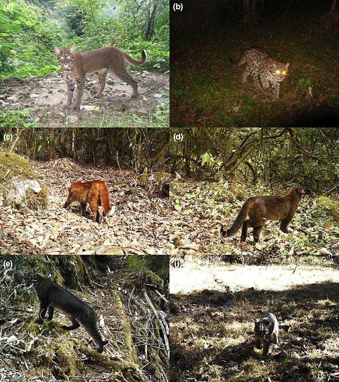 Pola Warna Kucing Emas yang Menarik Perhatian Peneliti