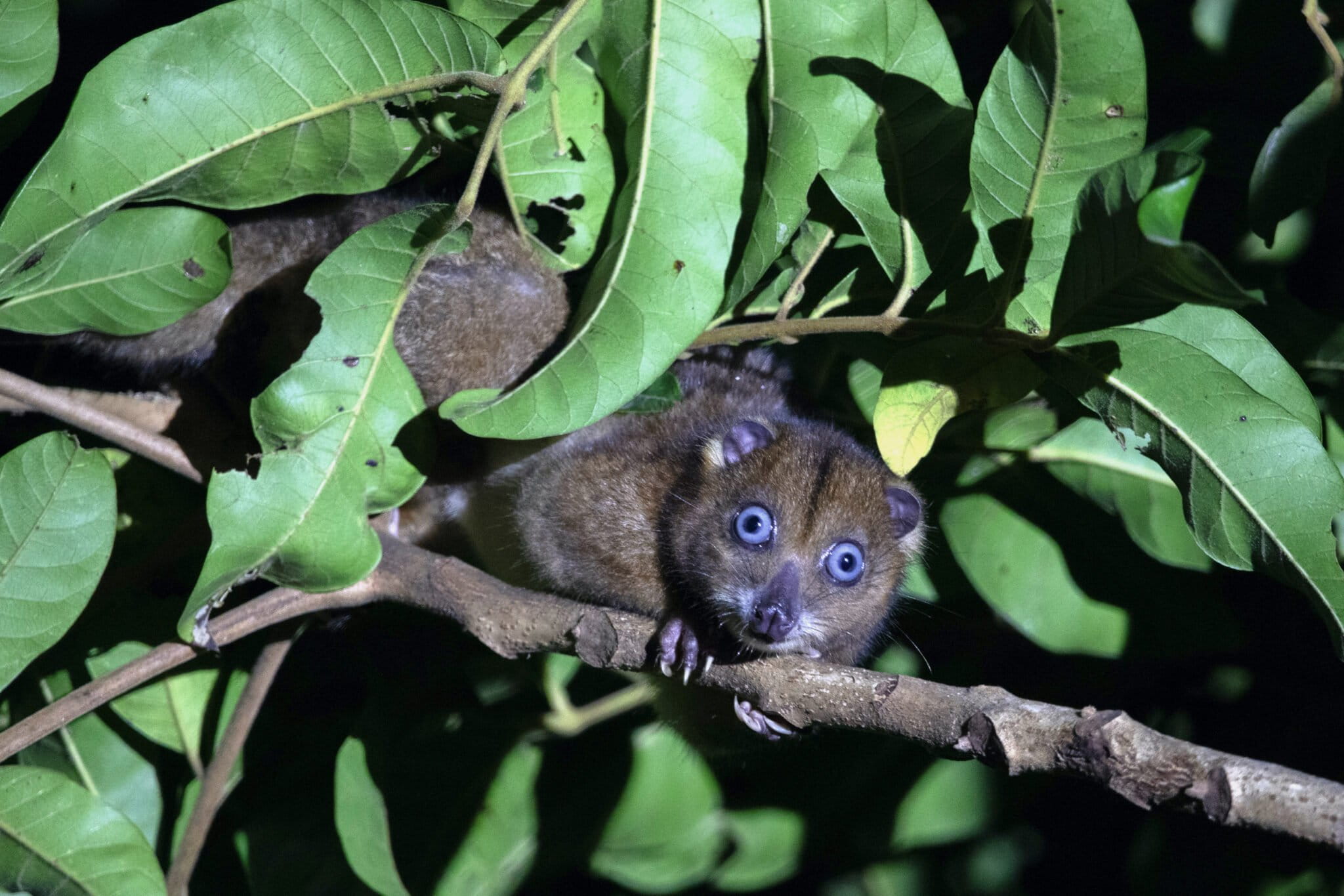Kuskus Mata Biru Ternate Diburu untuk Konsumsi, Populasinya Terancam