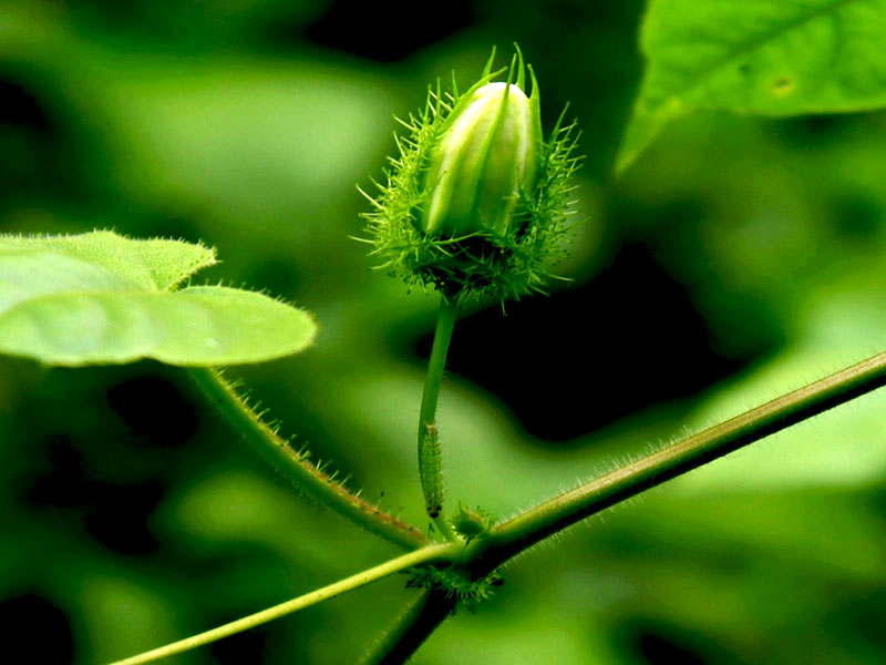 Namanya Rambusa, Sering Disebut Markisa Mini