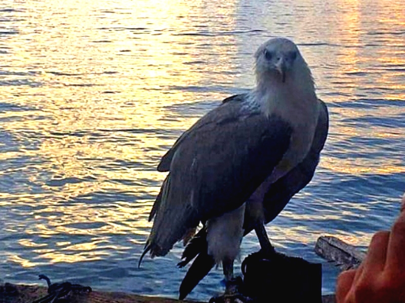Jenis Elang Dilindungi ini Dikembalikan ke Habitatnya