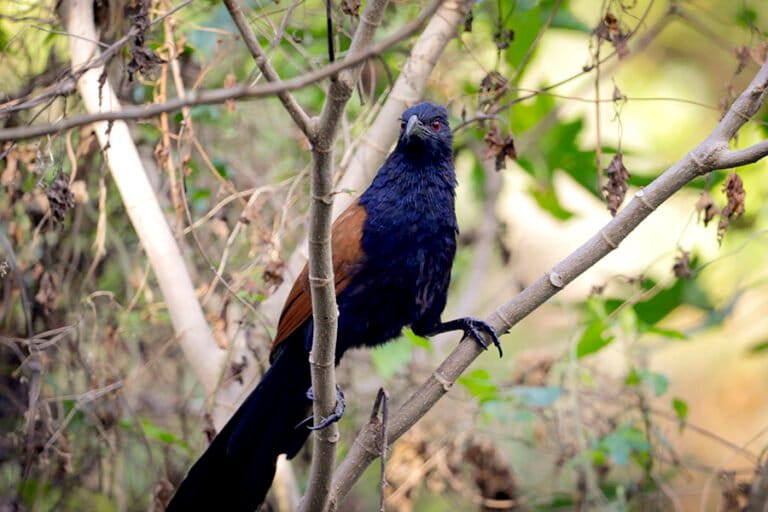 Bubut Besar, Burung yang Dianggap Antara Ada dan Tiada