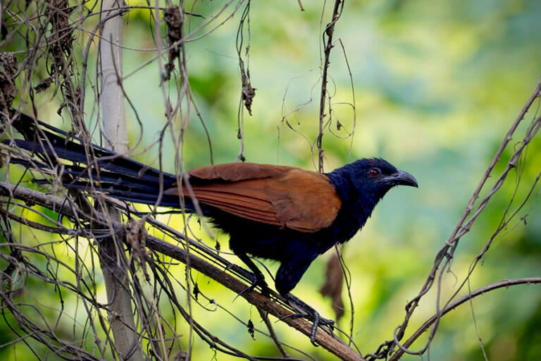 Bubut Besar, Burung yang Dianggap Antara Ada dan Tiada