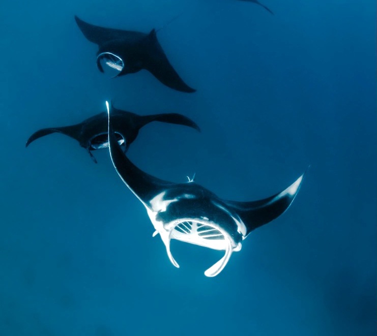 Hiu, Pari dan Hiu Hantu di Indonesia Hadapi Kepunahan yang Terus Meningkat