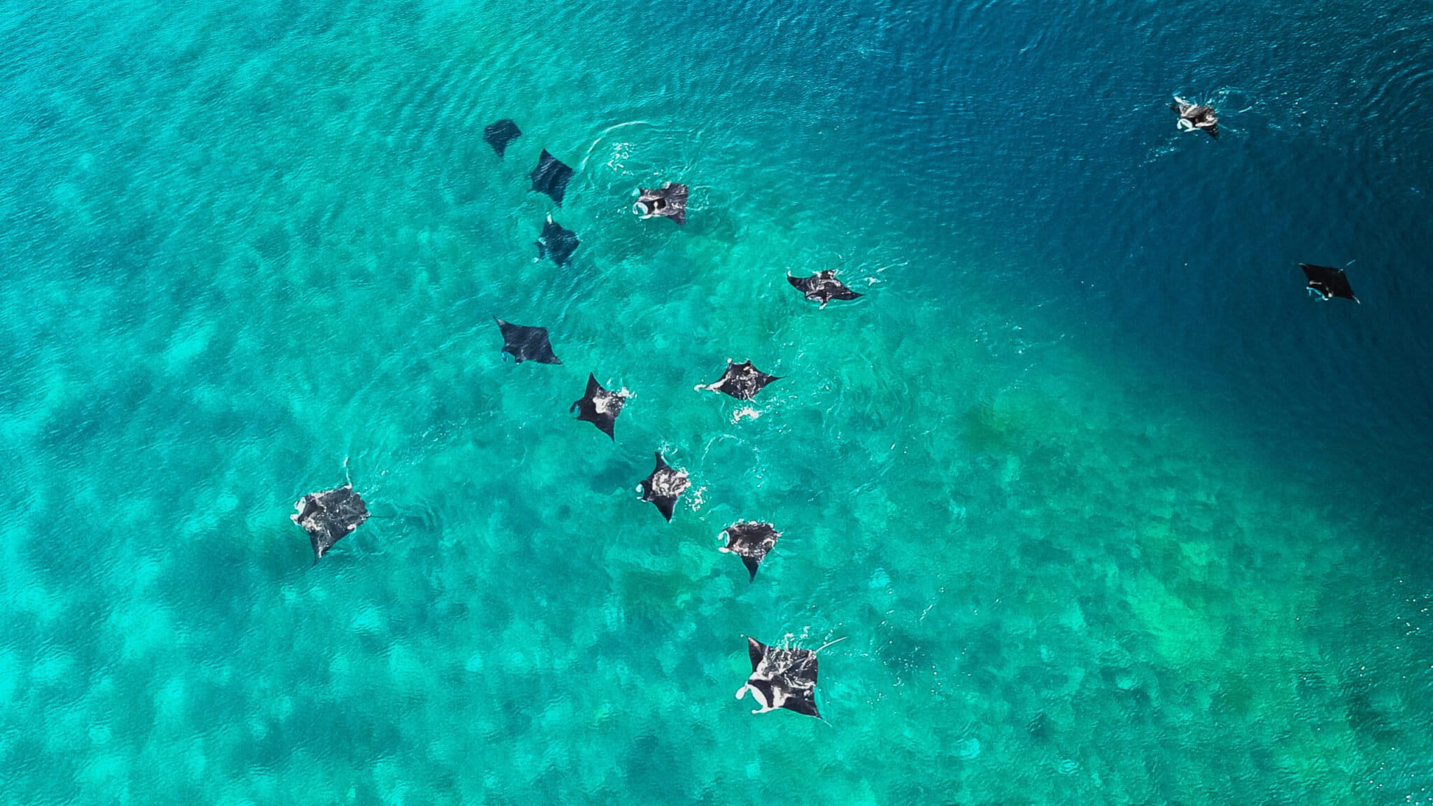 Pari Manta Karang: Ikan Raksasa Ikonik Raja Ampat yang Rentan Punah