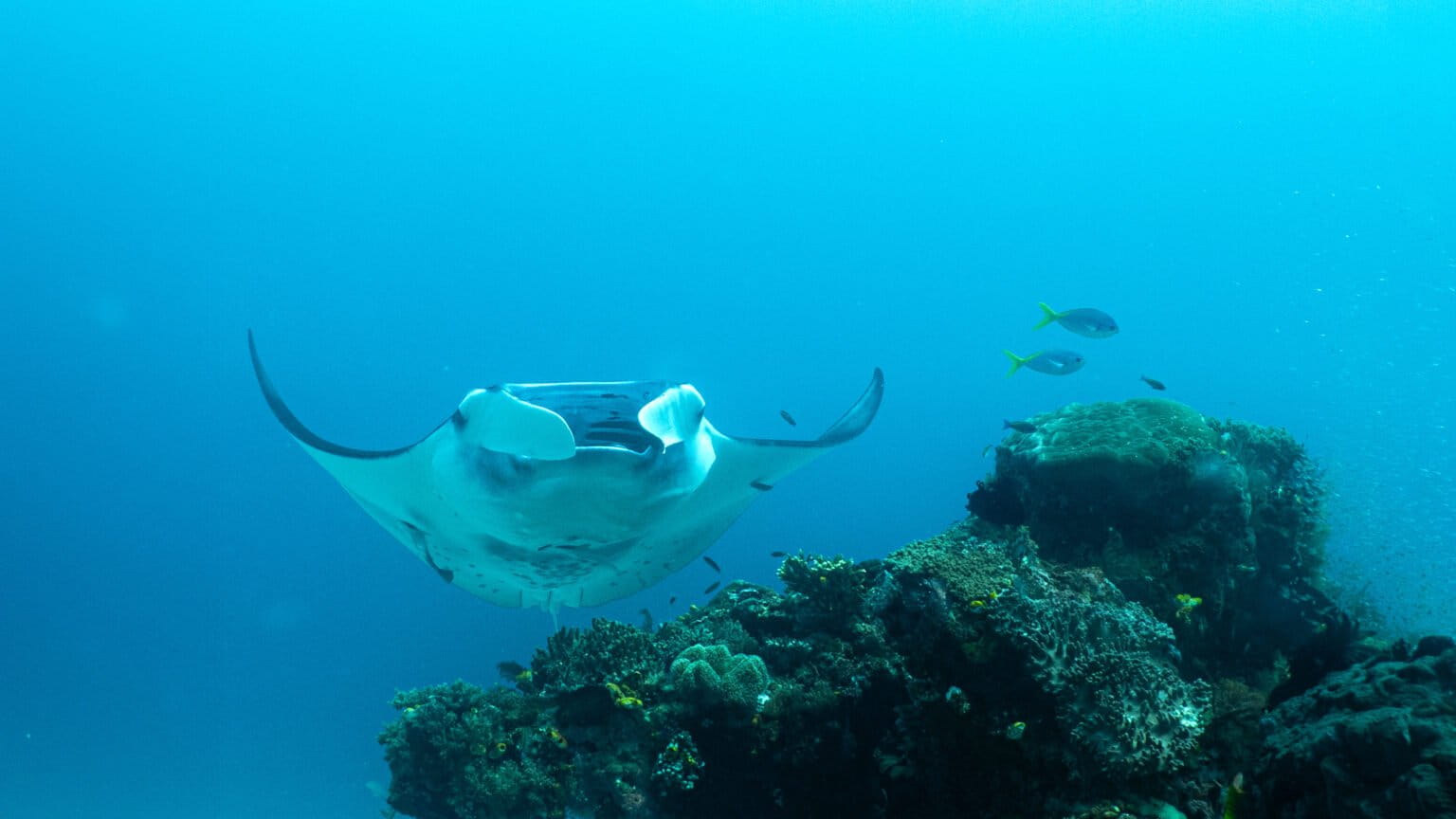 Pari Manta Karang: Ikan Raksasa Ikonik Raja Ampat yang Rentan Punah