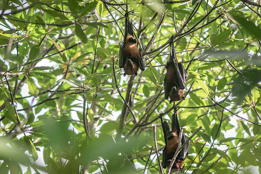 Rabies hingga Cacar Monyet, Penyakit yang Mewabah di Planet Bumi