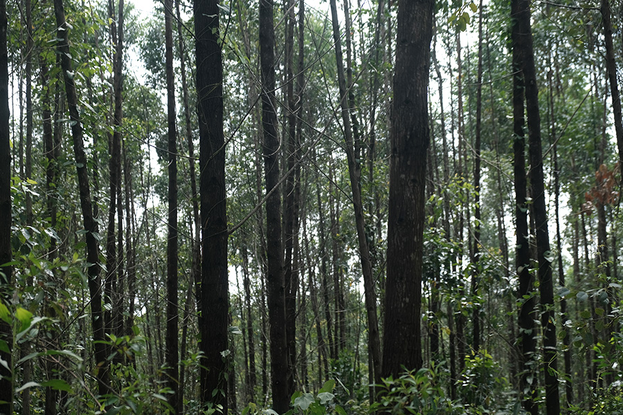 Lahan Basah Sungai Musi Berubah, Peneliti: Harus Dikembalikan Fungsinya