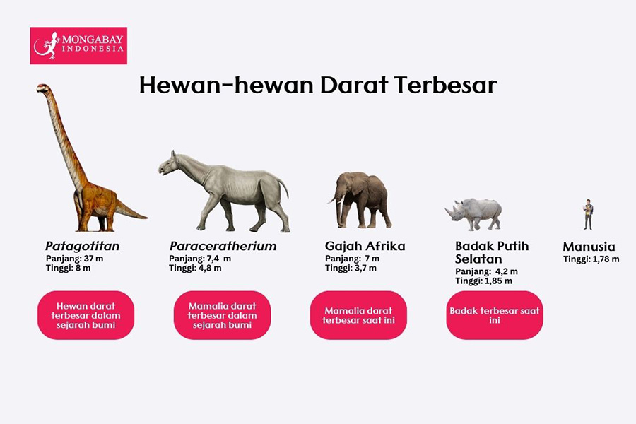 Inilah Mamalia Darat Terbesar yang Pernah Hidup di Planet Bumi