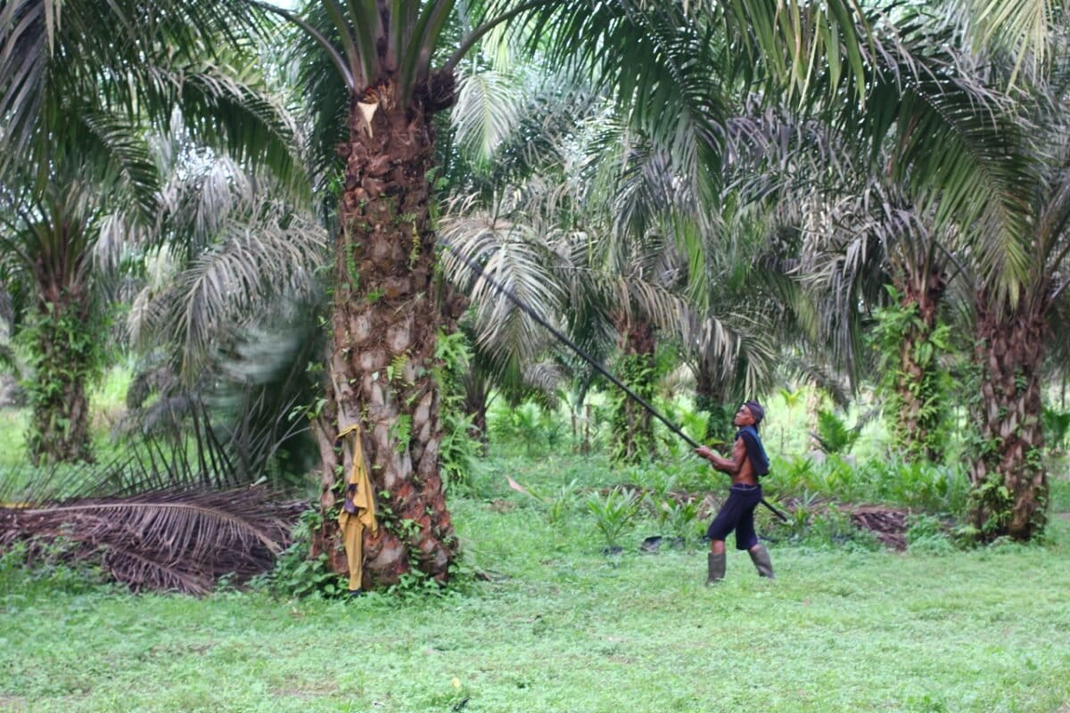Kongkalikong Korporasi dan Penegak Hukum dalam Korupsi Sawit
