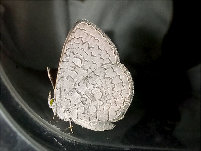 Kupu-kupu Kera Terbang, Kepompongnya Menyerupai Wajah Kera