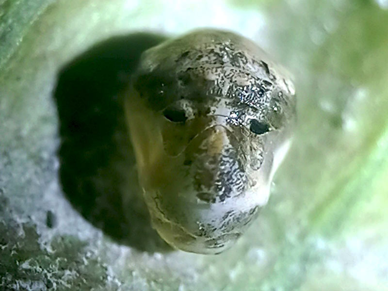 Kupu-kupu Kera Terbang, Kepompongnya Menyerupai Wajah Kera