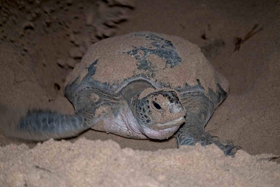 Penyu dan Mereka yang Menanti Status Konservasi Pulau Gelasa