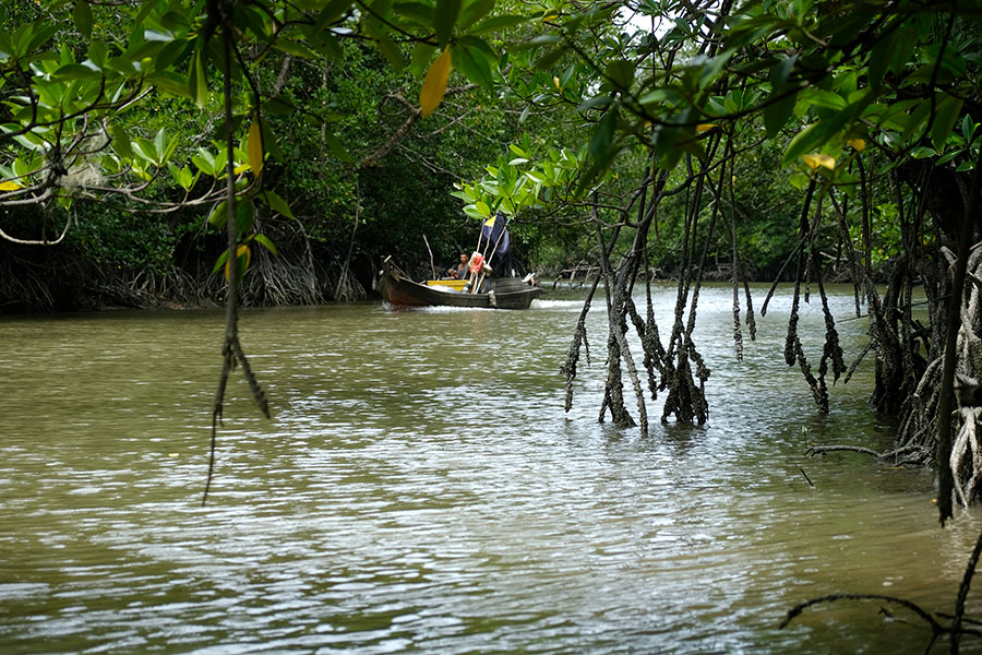 Hidup Kucing Bakau Bergantung pada Ekosistem Lahan Basah