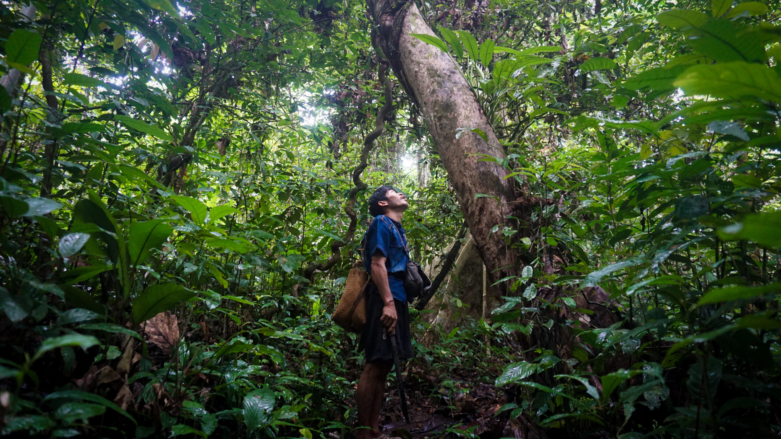 Komunitas Punan Batu Benau Was-was Perambahan Hutan Adat