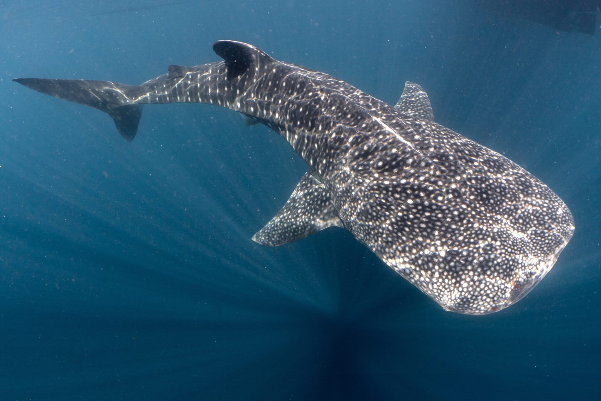 Mengapa Hiu Paus di Laut Selatan Kerap Terdampar?