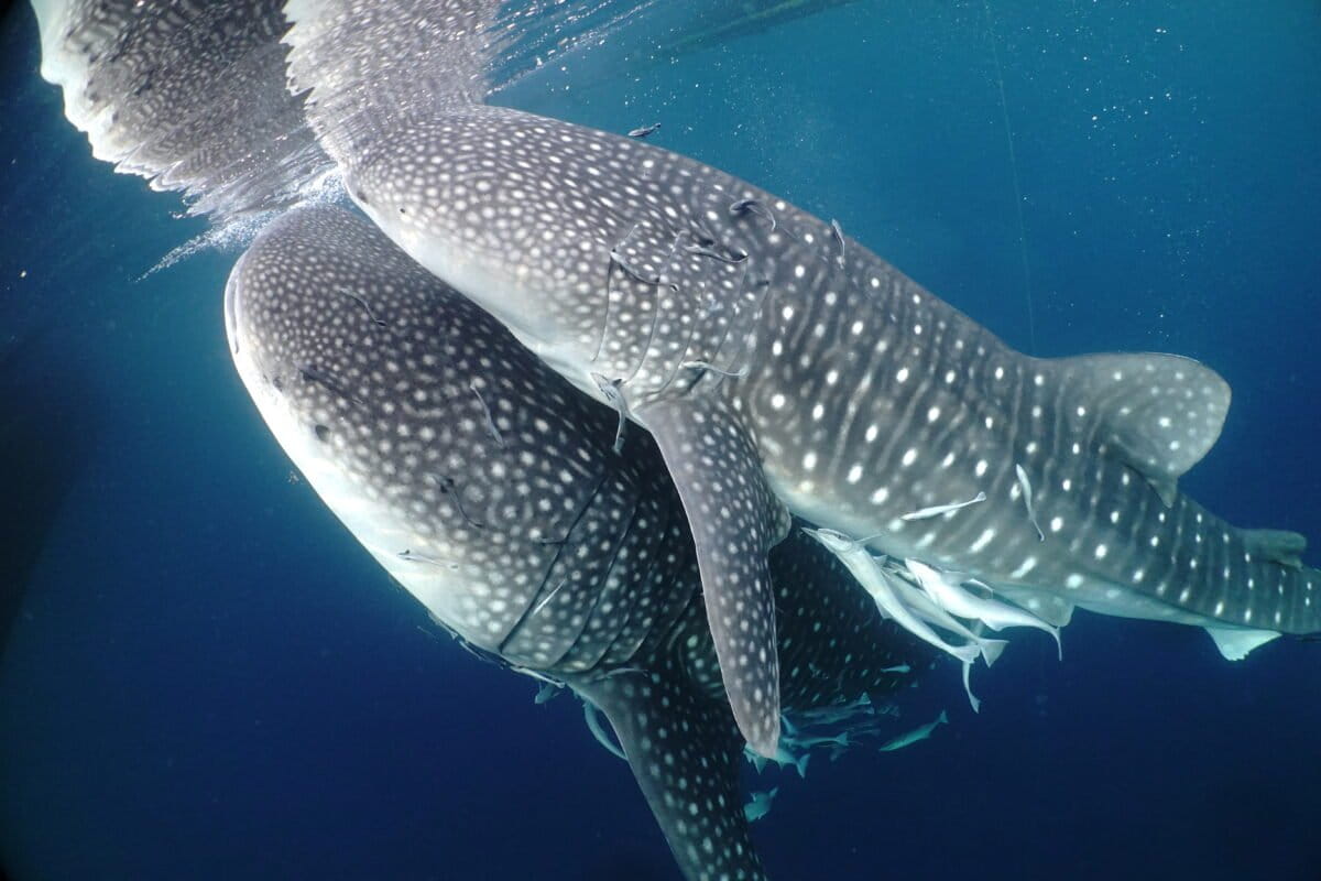 Mengapa Hiu Paus Banyak Terdampar?