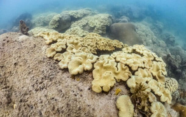 Terumbu Karang di Pulau Bangka Terancam Mati Akibat Sedimentasi