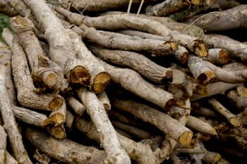 Akar Kuning Digunakan Orangutan untuk Obati Luka