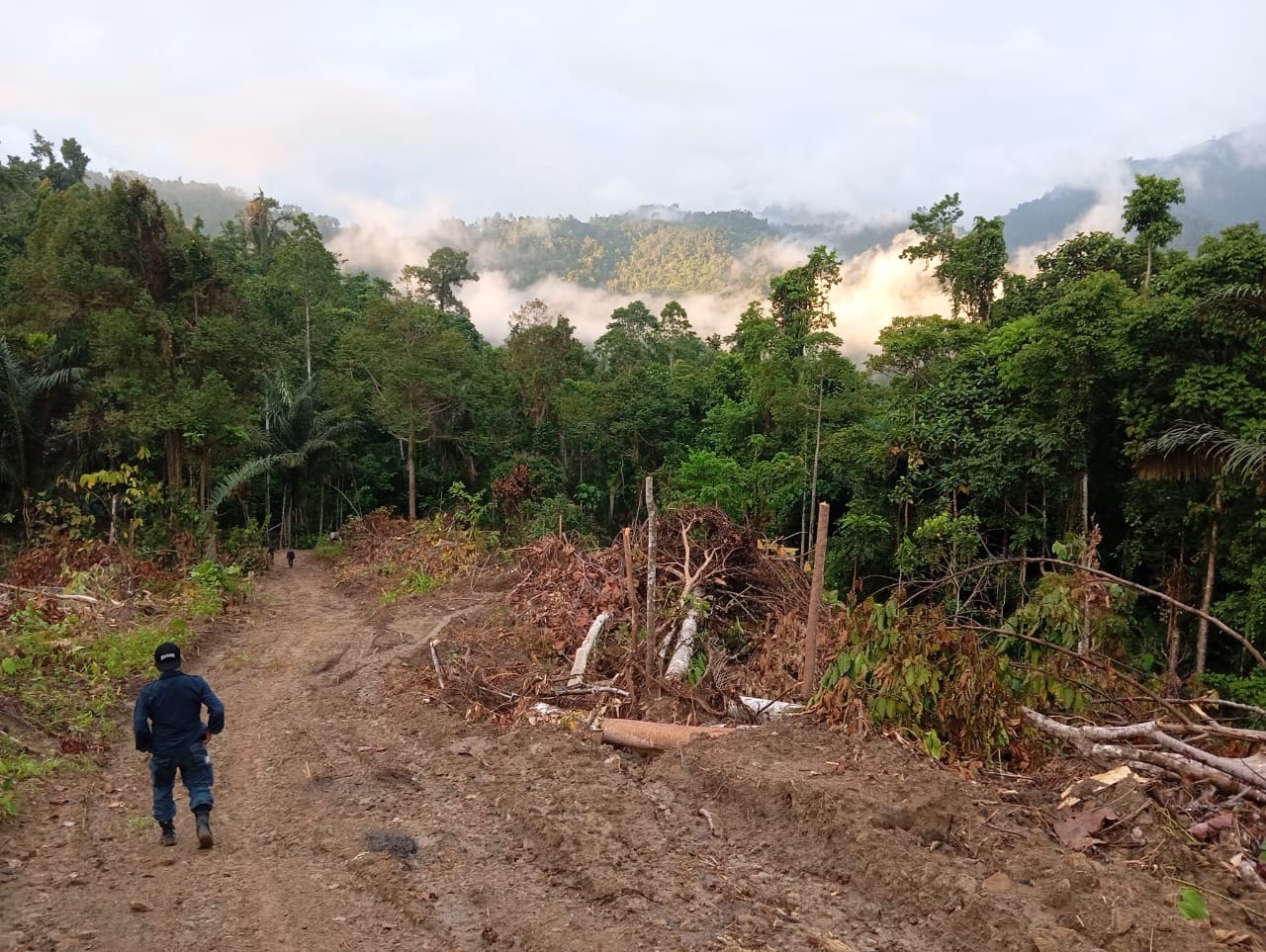 Pemodal Perusak Hutan di Sulbar Ditangkap Gakkum KLHK