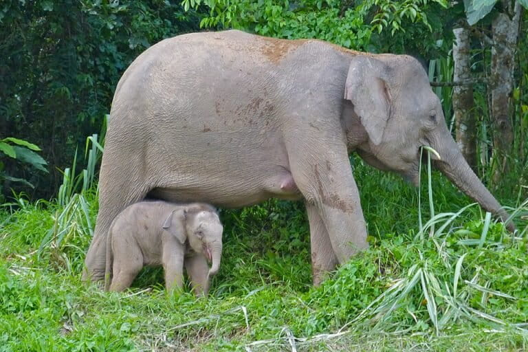 Kisah Gajah Jawa, Simbol Kejayaan Raja-raja Jawa Masa Lalu