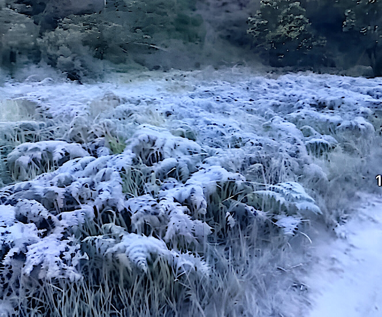 Fenomena Embun Beku Kembali Melanda Gunung Bromo dan Semeru