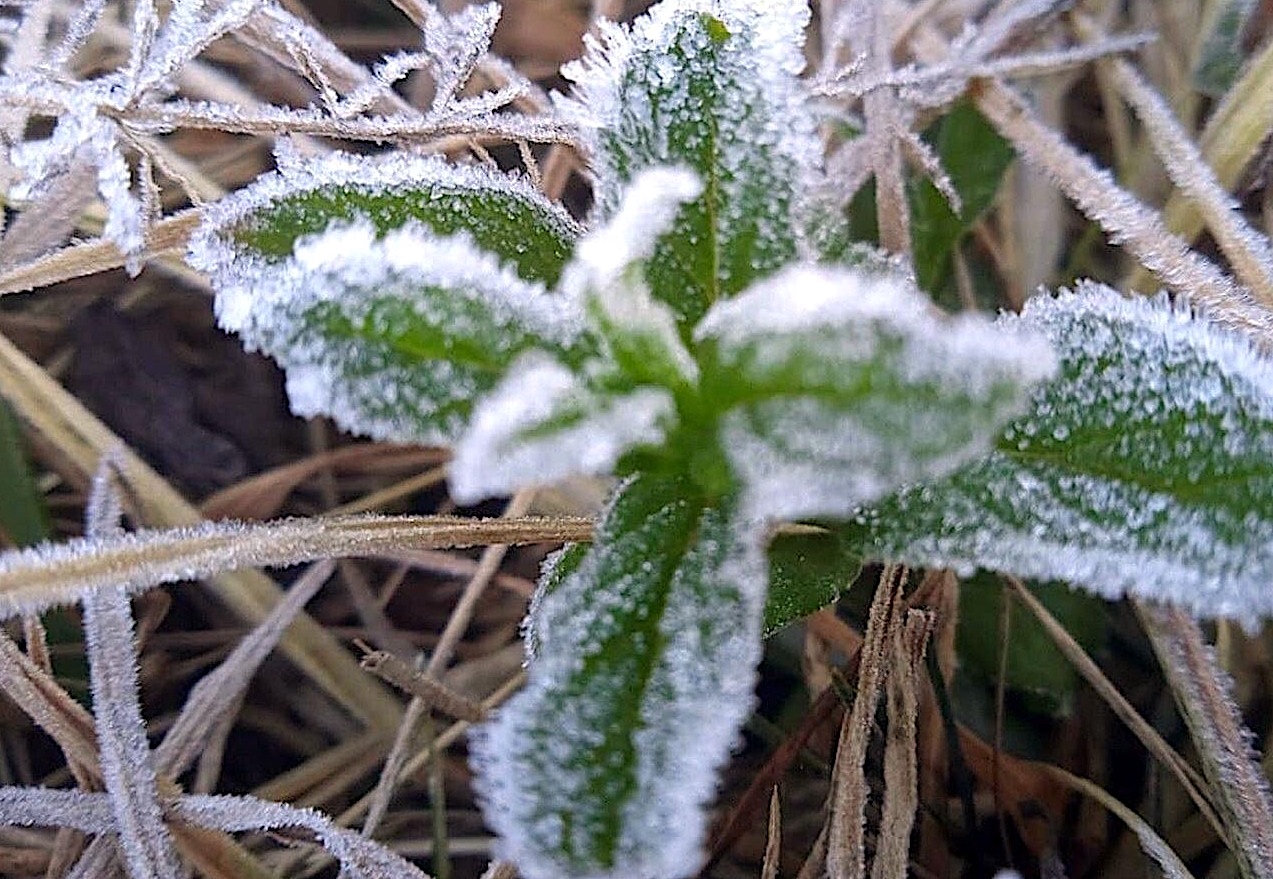 Fenomena Embun Beku Kembali Melanda Gunung Bromo dan Semeru