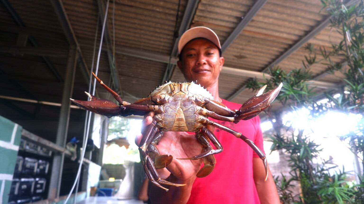 Inovasi Budi daya Kepiting Bakau di Batam, Solusi Nelayan dari Kerusakan Pesisir