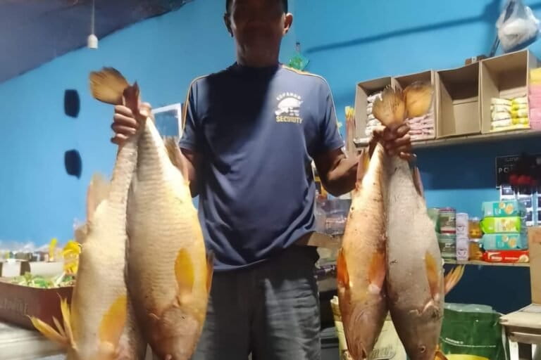 Ikan Tirusan: Harga Selangit jadi Primadona, Khawatir Penangkapan Berlebih