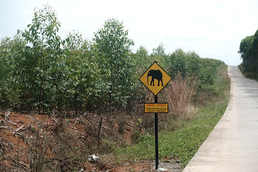 Konflik Manusia dengan Gajah Kembali Terjadi di Sumatera Selatan