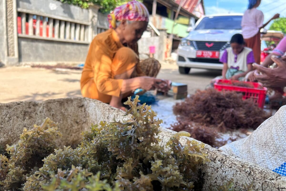 Nasib Petani Rumput Laut yang Terombang-ambing