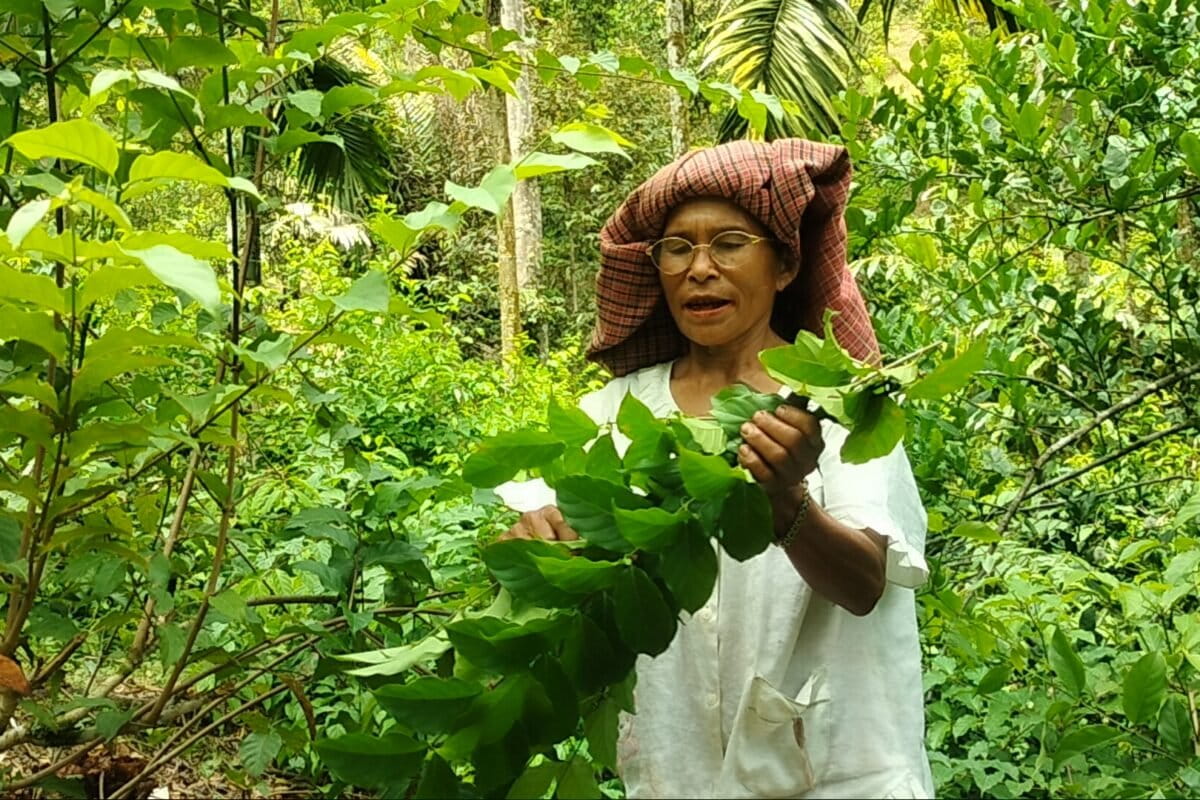 5 Fakta Tanaman Gambir yang Terancam Tambang