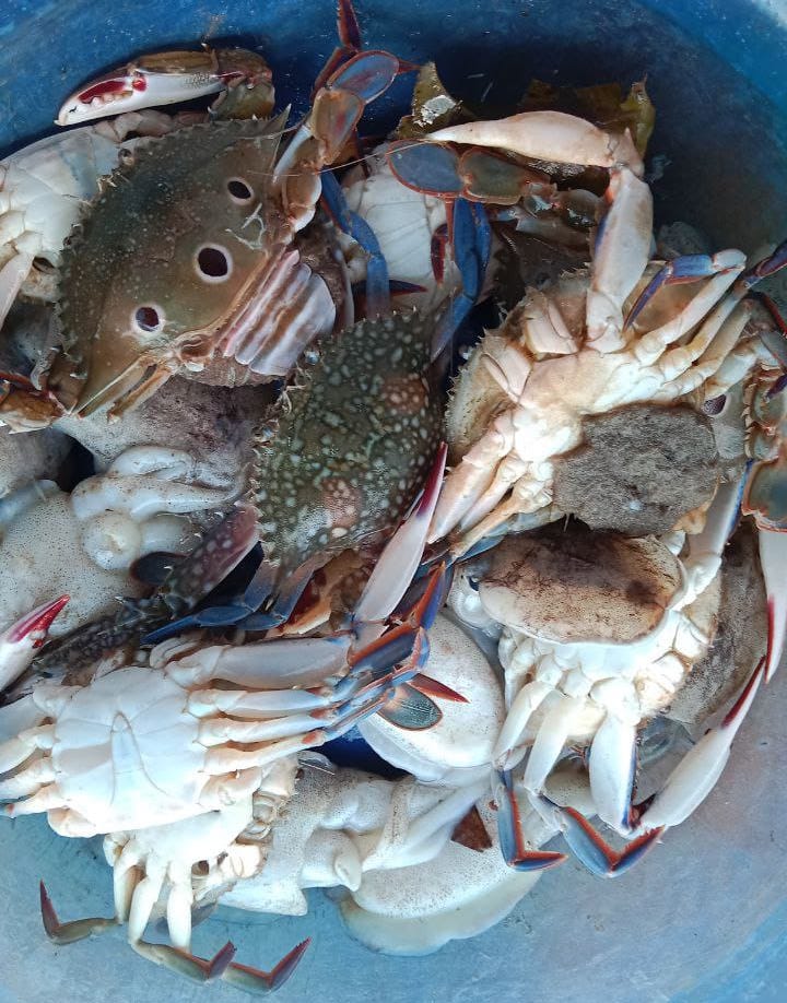 Tangkapan Menurun Drastis, Nelayan Rajungan Pantai Timur Sumatera Terancam