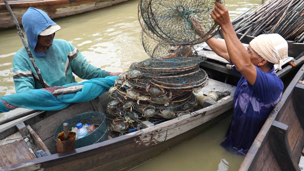 Kepiting Bakau, Sumber Ekonomi Nelayan Langkat yang Tak Lagi Memukau