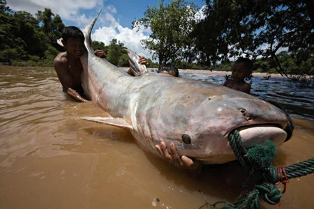Lele Raksasa dari Sungai Mekong, Bisa Sebesar Sapi