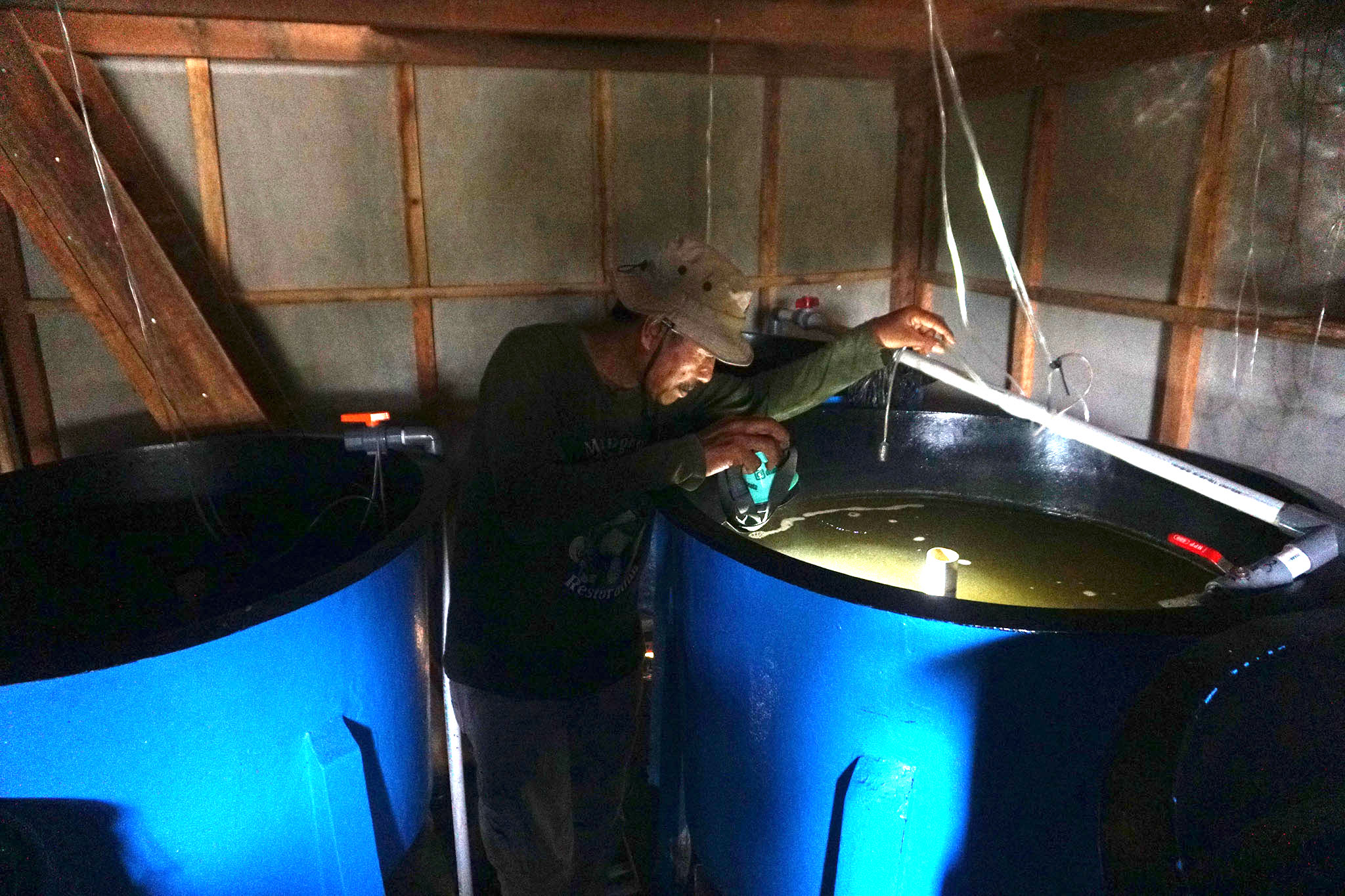 Makin Sulit Tangkap Kepiting Bakau, Nelayan Cilacap Mulai Kembangkan Silvofishery