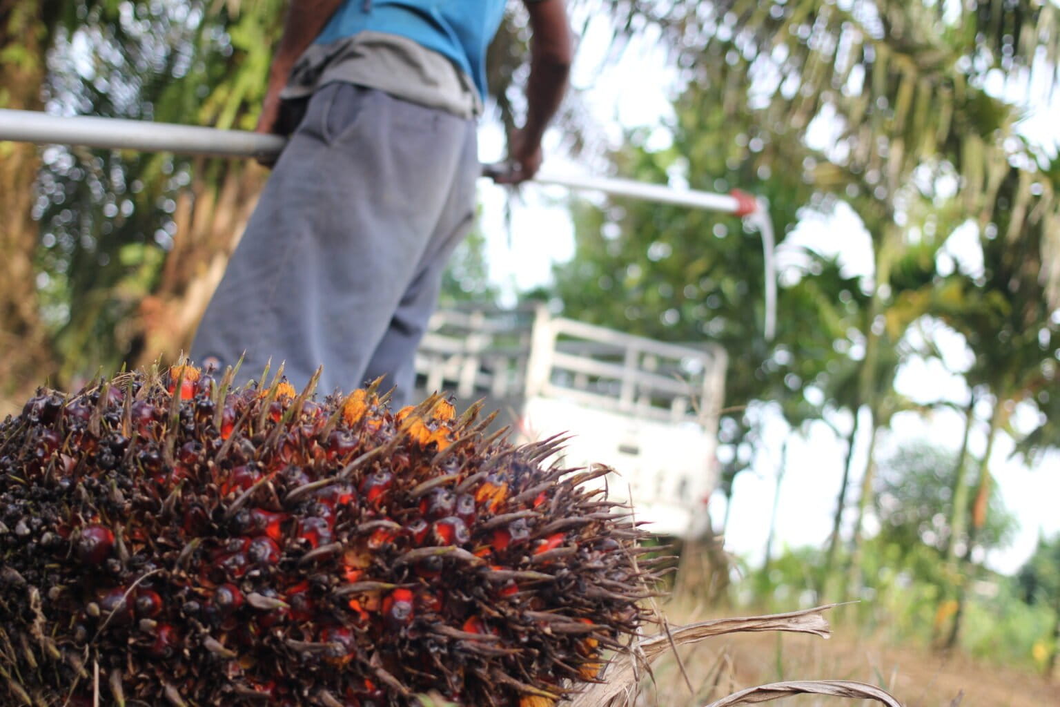 Menyoal Proyek 1 Juta Hektar Sawit di Sulawesi