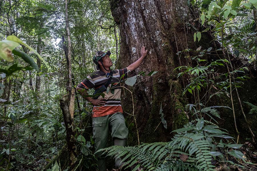 Rusaknya Habitat, Ancaman Utama Kelestarian Kucing Liar di Sumatera Selatan