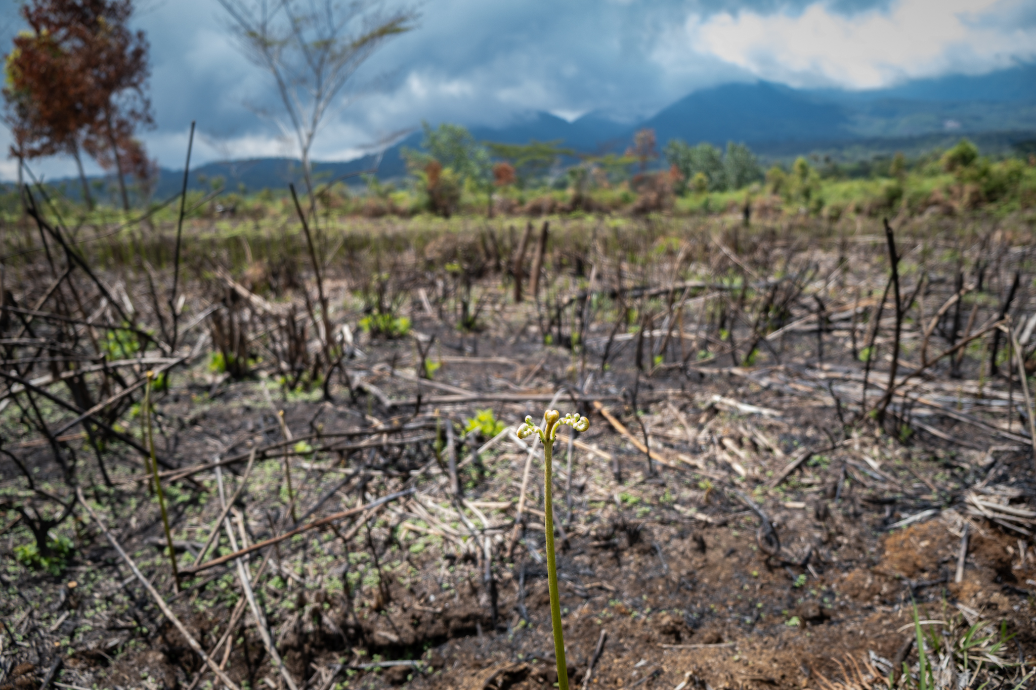Rusaknya Habitat, Ancaman Utama Kelestarian Kucing Liar di Sumatera Selatan