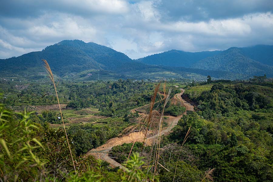 Rusaknya Habitat, Ancaman Utama Kelestarian Kucing Liar di Sumatera Selatan