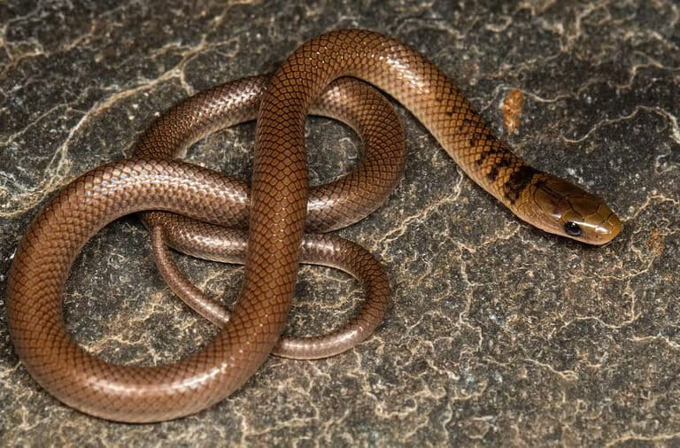 Dari Amazon hingga Himalaya: 10 Penemuan Spesies Baru Selama 2024