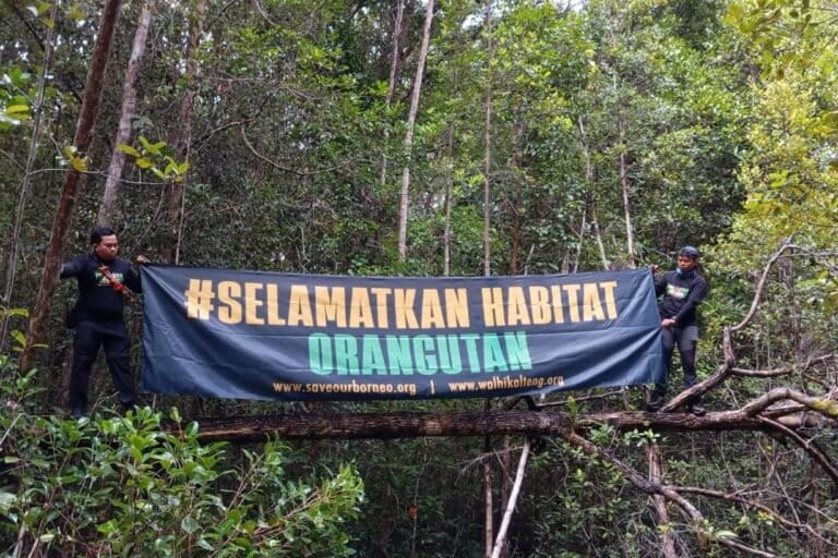 Deforestasi DAS Muroi Ancam Habitat Orangutan Kalimantan