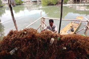 Inilah Perbedaan Rumput Laut dan Lamun yang Sering Dikira Sama