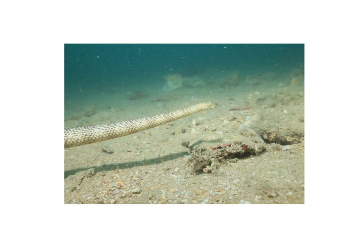 Lebih Berbisa Dari Ular Darat, Inilah 7 Ular Laut Paling Mematikan di Dunia