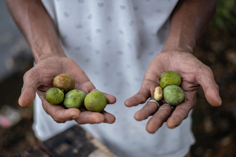 Buah Siur, Sumber Minyak Nabati di Lahan Basah Sungai Musi