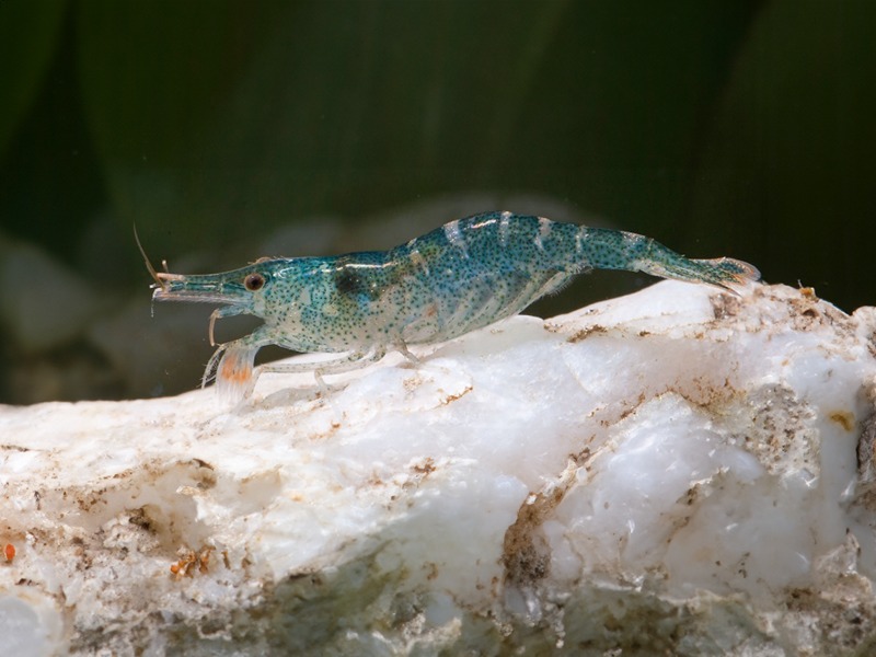 Udang Rahasia, Spesies Baru dengan Capit Unik dari Sulawesi Tengah