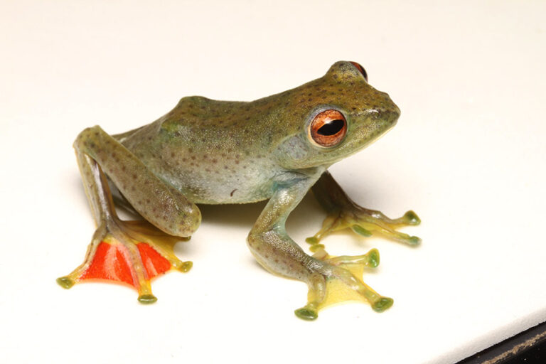 Katak Pohon, Spesies Baru dari Pulau Jawa