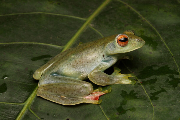 Katak Pohon, Spesies Baru dari Pulau Jawa