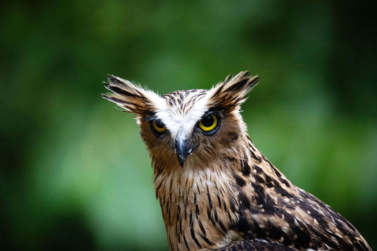 Beluk Ketupa, Burung Penjaga Hutan Penelitian Soraya