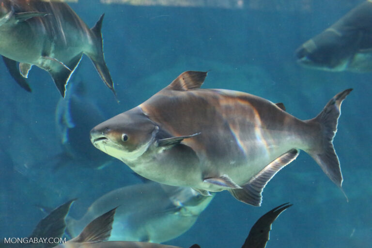 Mengkhawatirkan: Seperempat Spesies Hewan Air Tawar Berada dalam ...