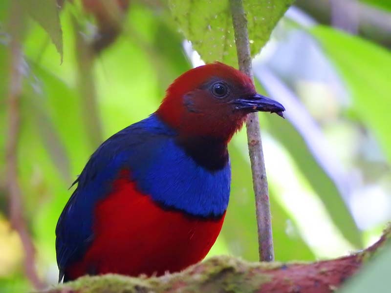 Melacak Burung Pitta: Spesies yang Terancam Hilang dari Pulau Sangihe
